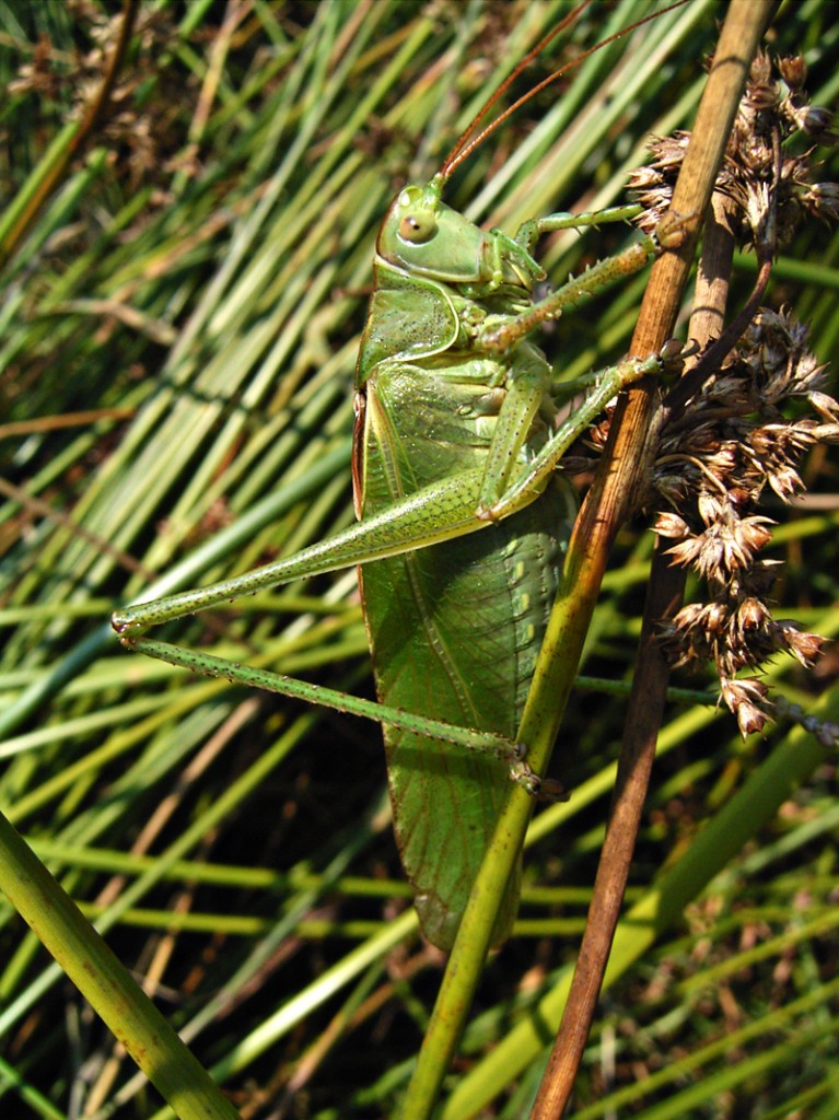 Heuschrecken | Biologisches Institut für Freilandökologie (Oldenburg)